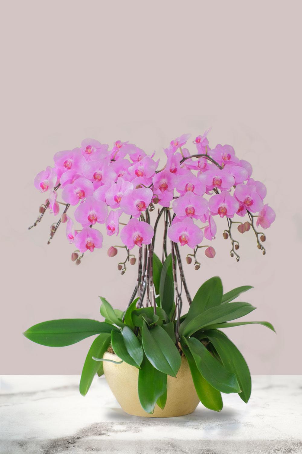 Online Shopping | Orchid Culture